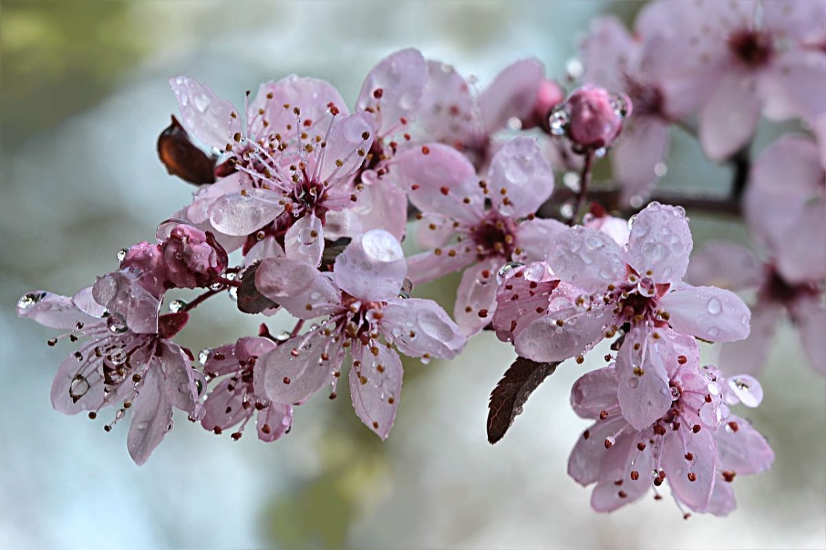 Blut-Pflaume (Prunus cerasifera 'Nigra') - Lesen Sie hier die ...
