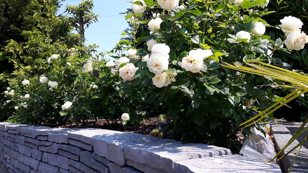 Pflegegang durch das Rosenbeet - Heike Klaas verrät Ihnen Tipps für ...