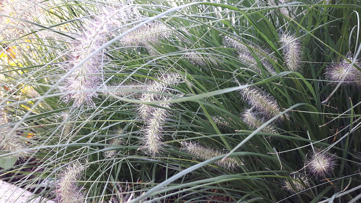 Lampenputzergras (Pennisetum alopecuroides 'Hameln') - Ein Highlight in ...